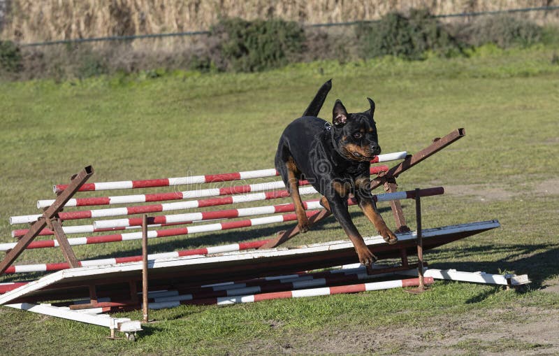 Training of jumping stock photo. Image of puppy, rottweiler - 272466468