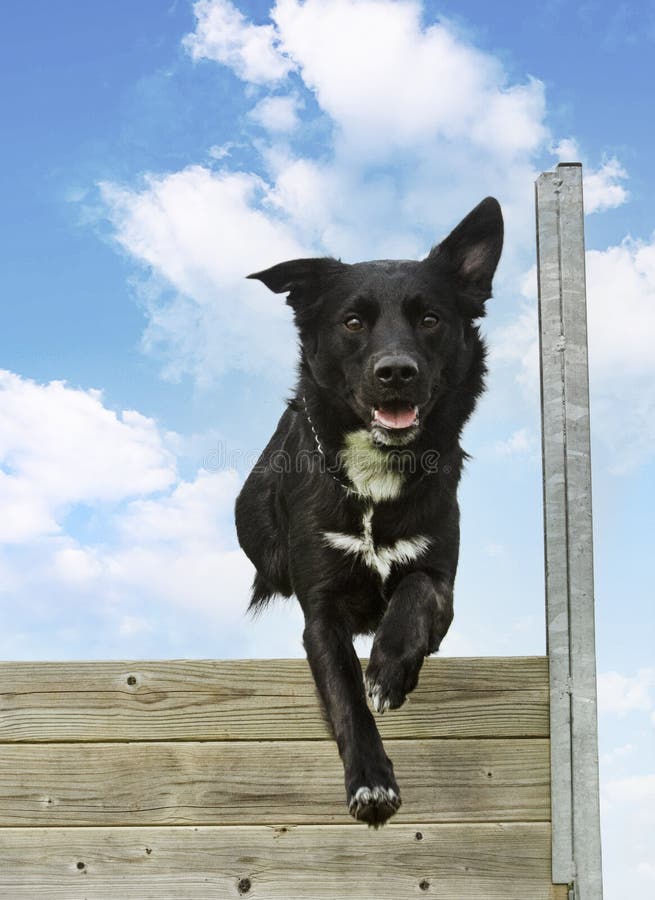 Training of jumping stock photo. Image of border, jumping - 245909030