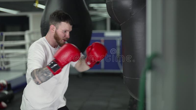 Training of a Male Boxer in the Gym Stock Video - Video of fitness ...
