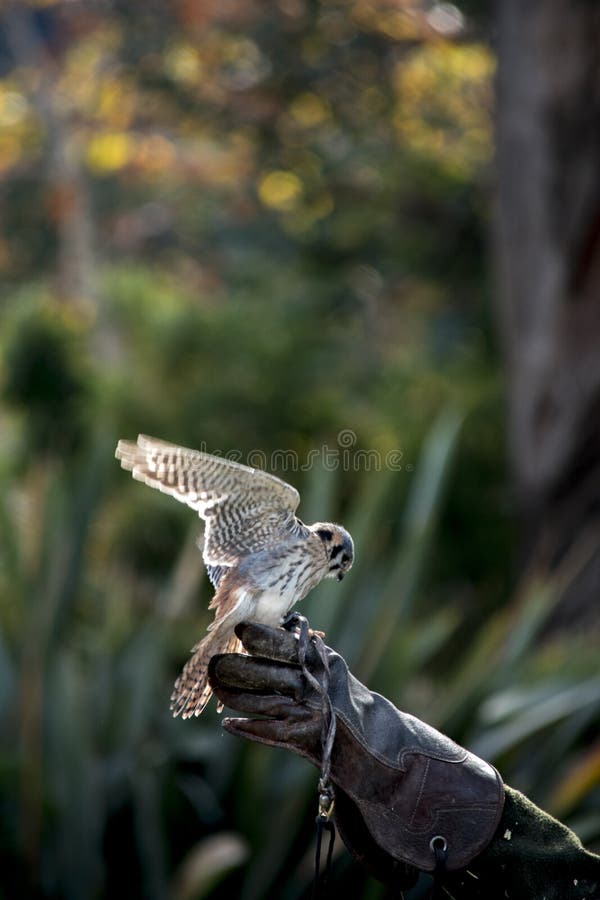 Falcon in the wild stock image. Image of biarmicus, beak - 29963173