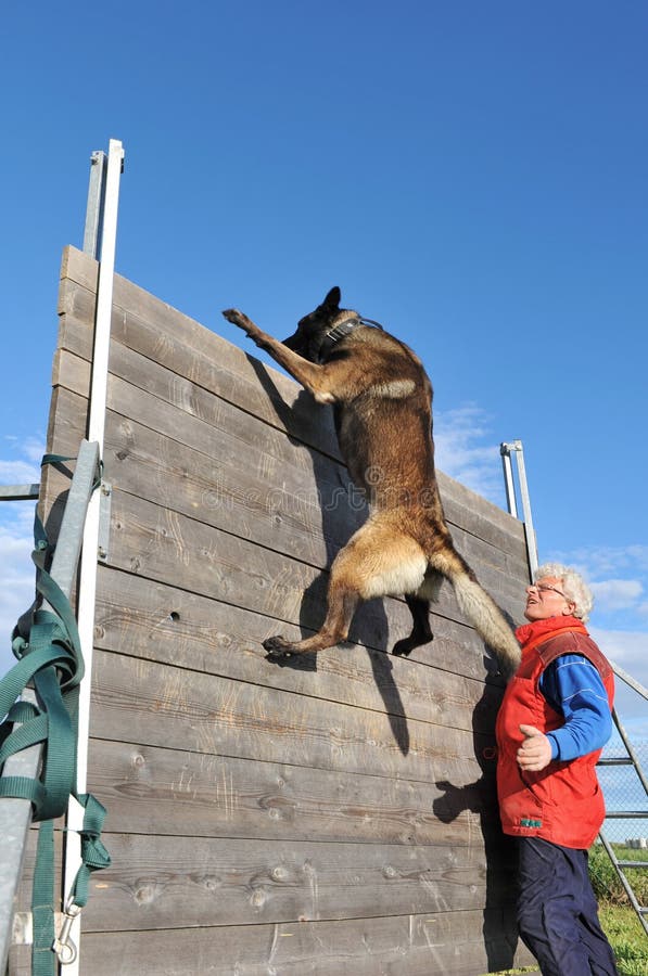 Training of police dog stock image. Image of obedience - 9183431
