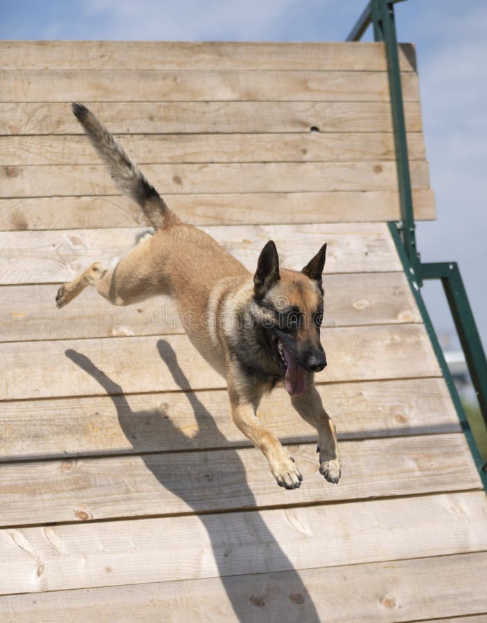 Training of police dog stock image. Image of bite, biting - 154253439