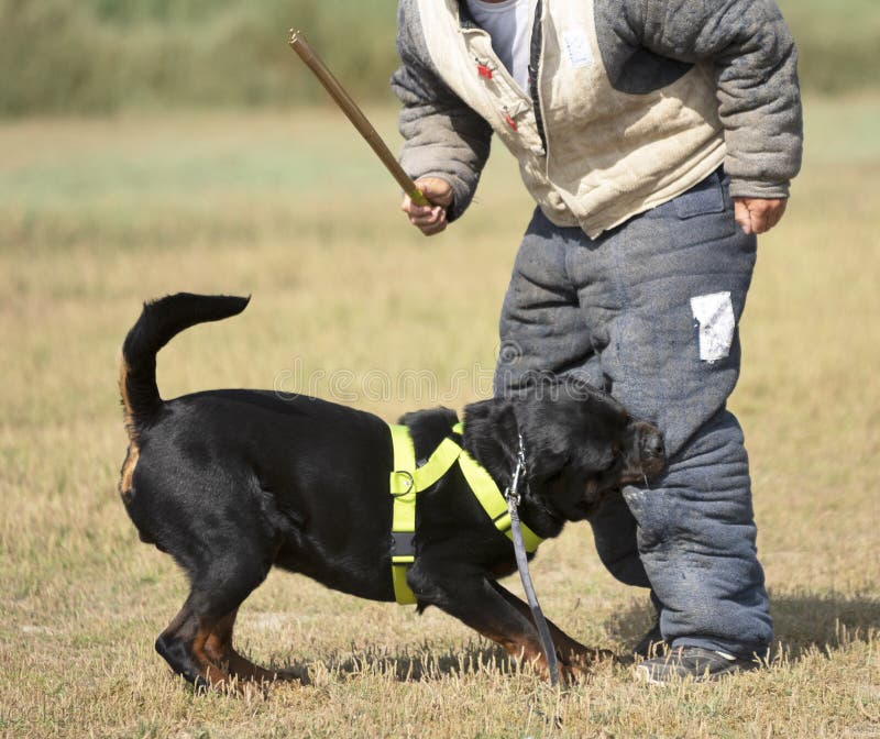 Training of police dog stock image. Image of angry, guard - 156541419