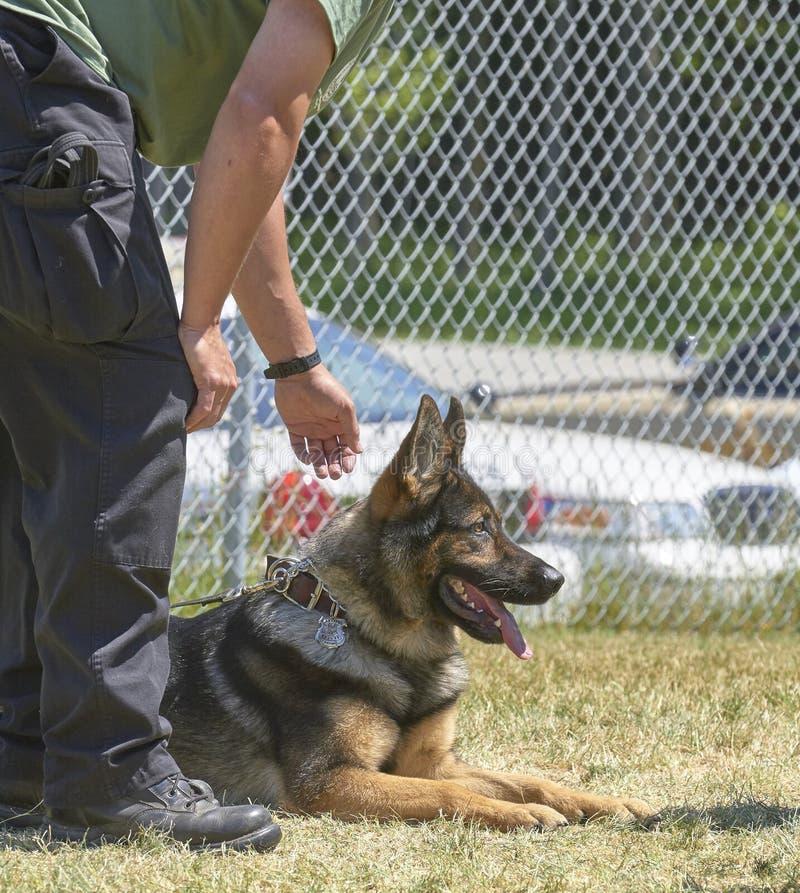 Training of Police Dogs and Officers Editorial Image - Image of ...