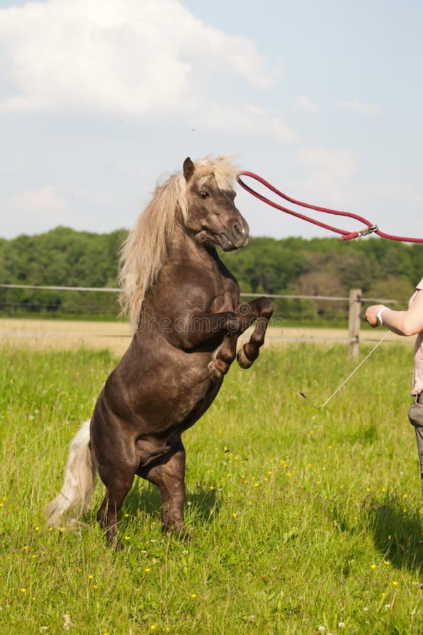 Training a pony stock photo. Image of tame, field, green - 31509248