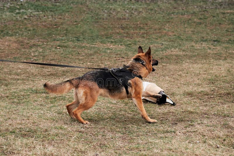 Training for Protection of German Shepherd Workers at Stadium. German ...