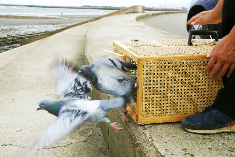 Training Racing Pigeons in Taiwan, Animals Stock Image - Image of toss ...