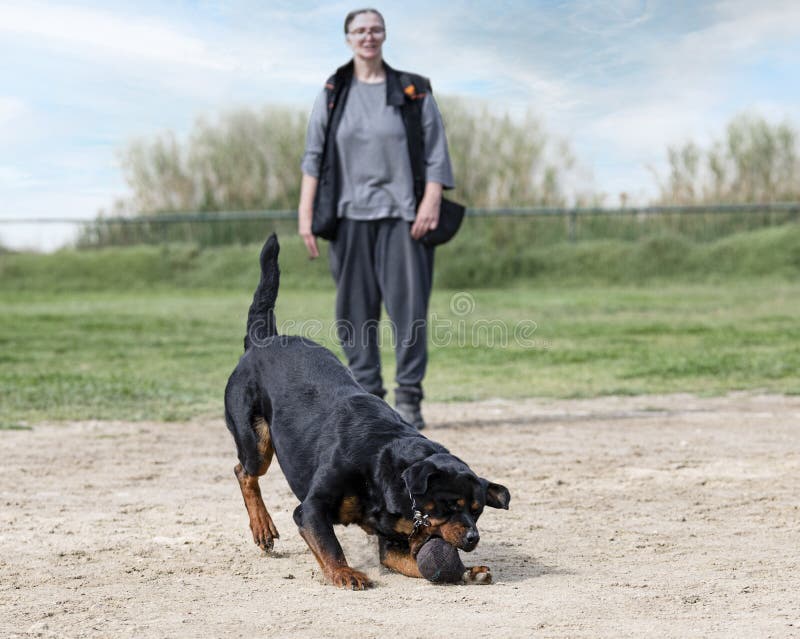 How To Train Rottweiler Obedience