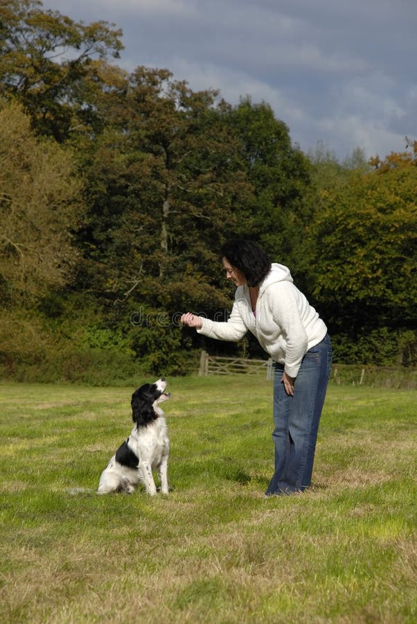 Training Spaniel stock image. Image of control, correct - 3249493