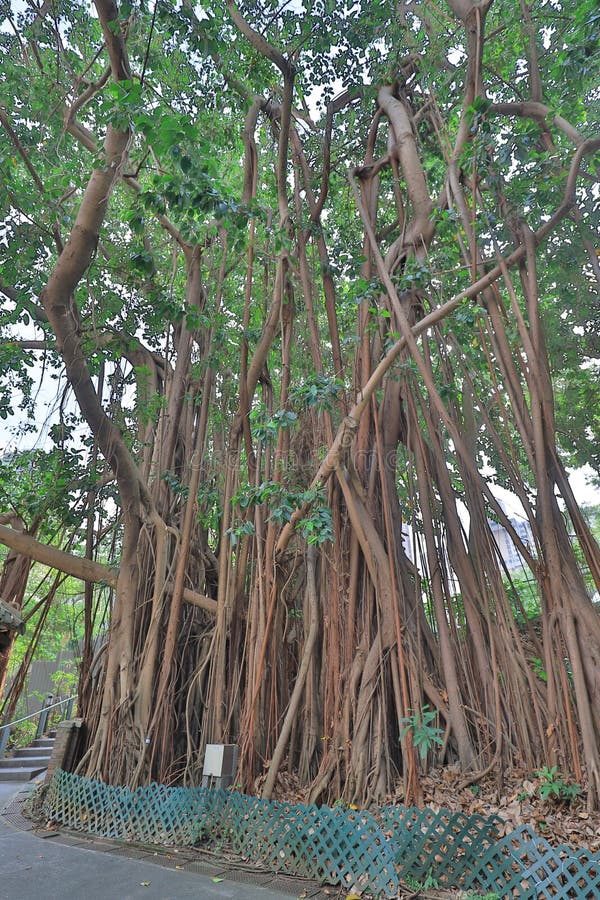 Training Tree Roots Over Years To Knit Together. Stock Photo - Image of ...