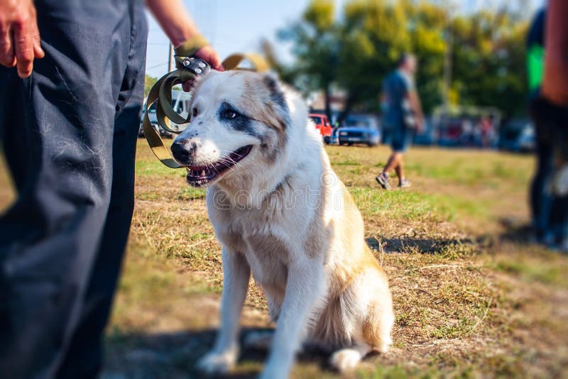 Dog Obedience Training . Training of Working Dog . Big White Dog ...