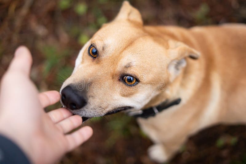 Training a Young Light-colored Dog in the Forest in the Open Air Stock ...