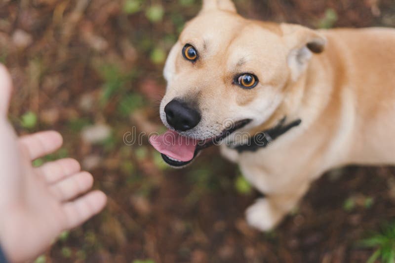 Training a Young Light-colored Dog in the Forest in the Open Air Stock ...