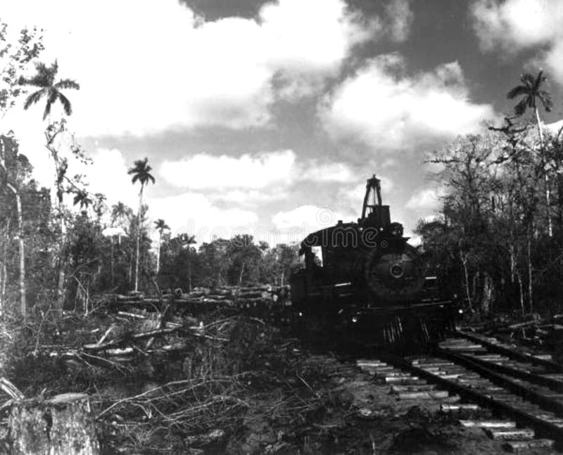Trains Pulling Lumber: Copeland, Florida Picture. Image: 221440085