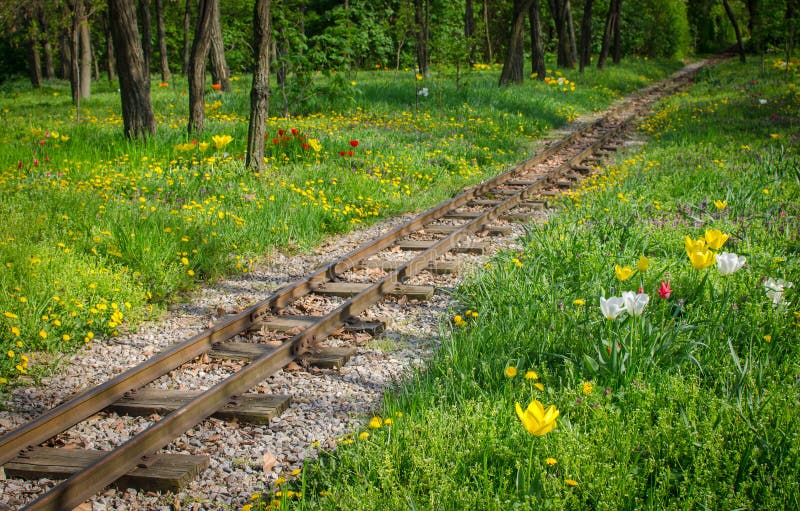 Traintracks through Romantic Forest Stock Image - Image of parallel ...