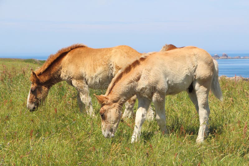 Trait Breton Foals in a Field in Brittany Stock Photo - Image of france ...