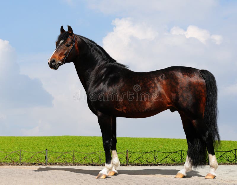 Trakehner stallion stock image. Image of pedigree, horse - 6521043