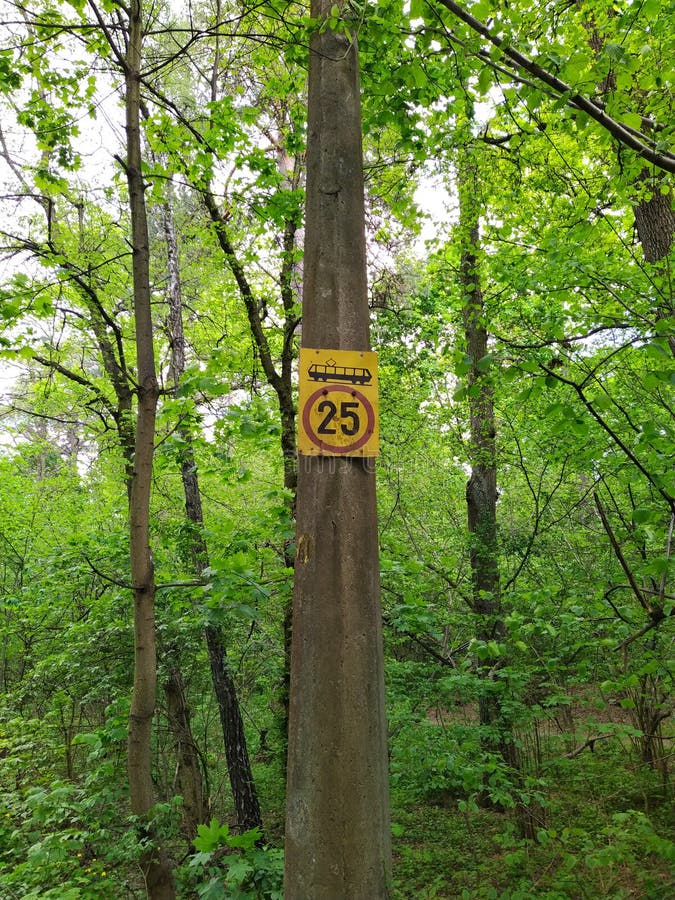 Tram Sign in Green Spring Forest at Day Stock Photo - Image of green ...