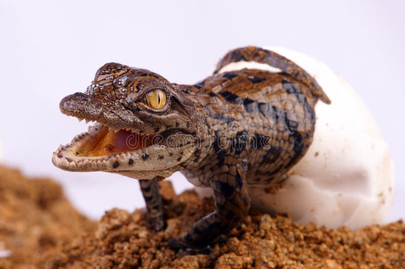 322 Huevo Del Cocodrilo Fotos de stock - Fotos libres de regalías de ...