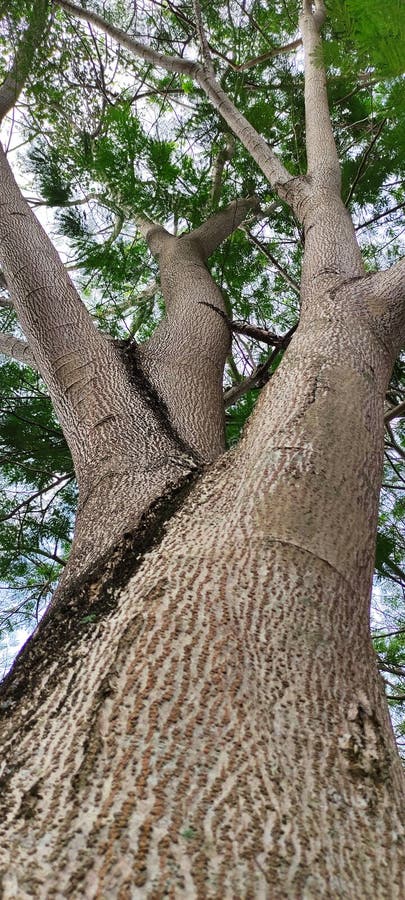 Trambesi tree trunk stock image. Image of trunk, branch - 252617211