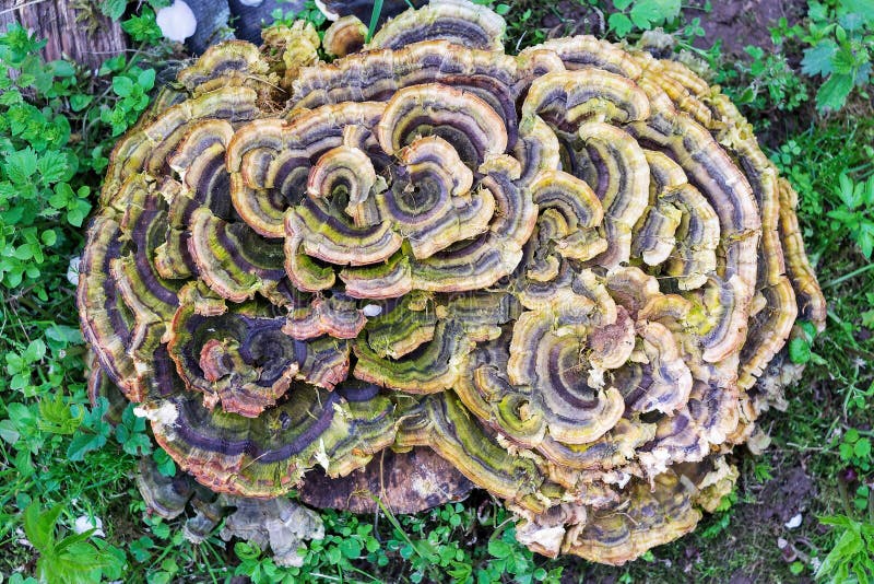 Trametes Versicolor â€“ Also Known As Coriolus Versicolor and Polyporus ...