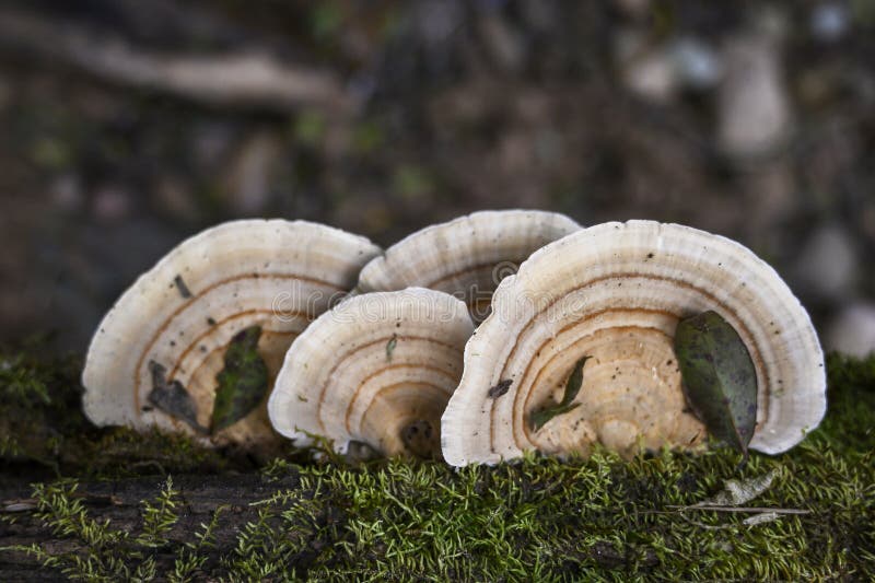 Trametes Versicolor Mushrooms Stock Image - Image of trametes ...