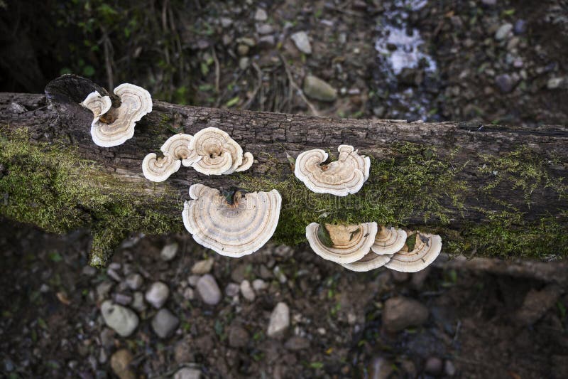 Trametes Versicolor Mushrooms Stock Photo - Image of botany, versicolor ...