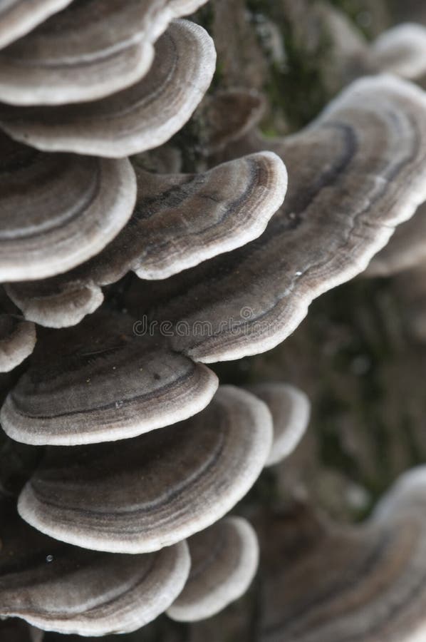 Trametes Versicolor Mushrooms Stock Image - Image of fungus, sponger ...