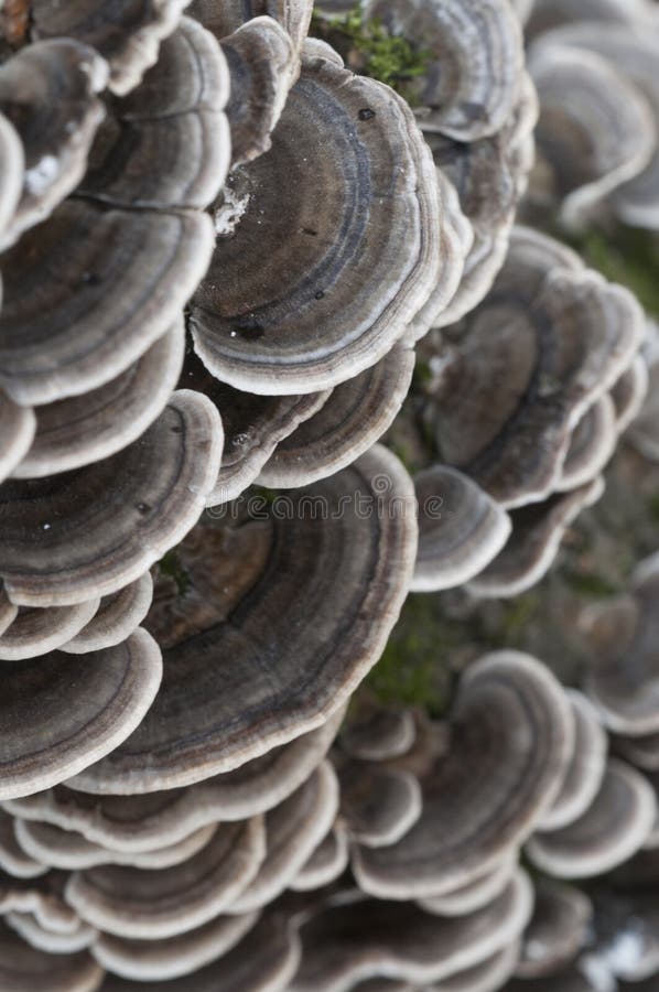 Trametes Versicolor Mushrooms Stock Image - Image of moss, mushrooms ...