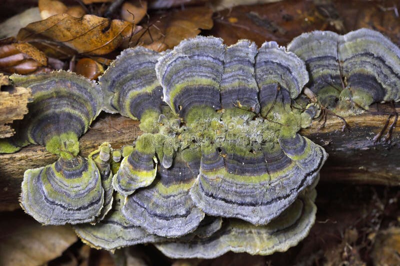 Trametes Versicolor, Often Called the Turkey Tail. Stock Photo - Image ...