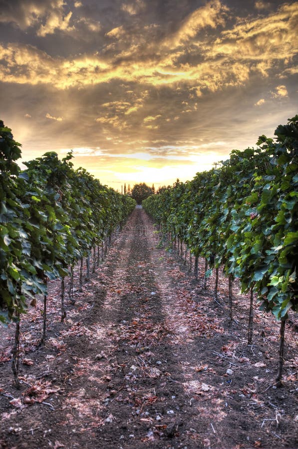 Tramonto Di Hdr Su Una Vigna Immagine Stock - Immagine di pianta ...