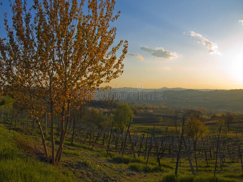 Tramonto nella vigna fotografia stock. Immagine di erba - 4874506