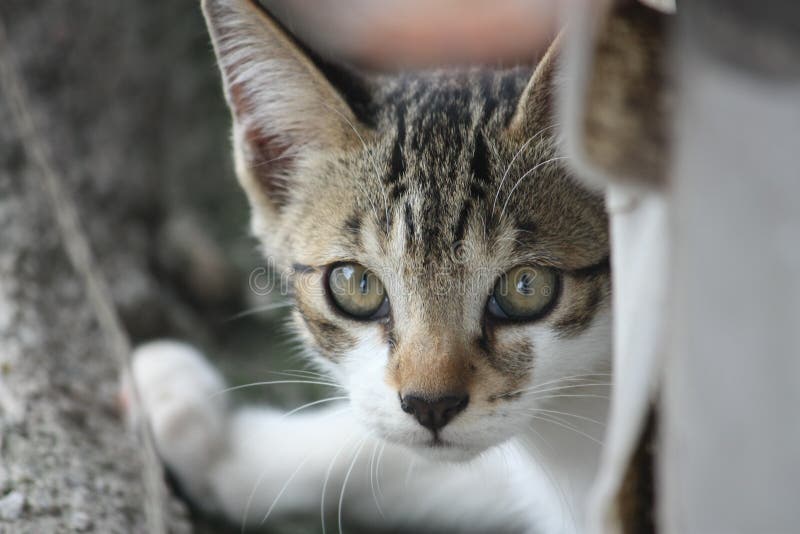 Tramped cat in the street stock image. Image of animal - 9307785