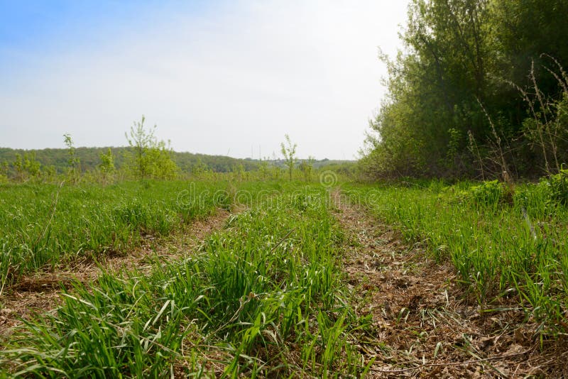 552 Trampled Grass Stock Photos - Free & Royalty-Free Stock Photos from ...