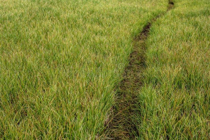 Trampled Grass Trail Cuts through Meadow Stock Image - Image of forest ...