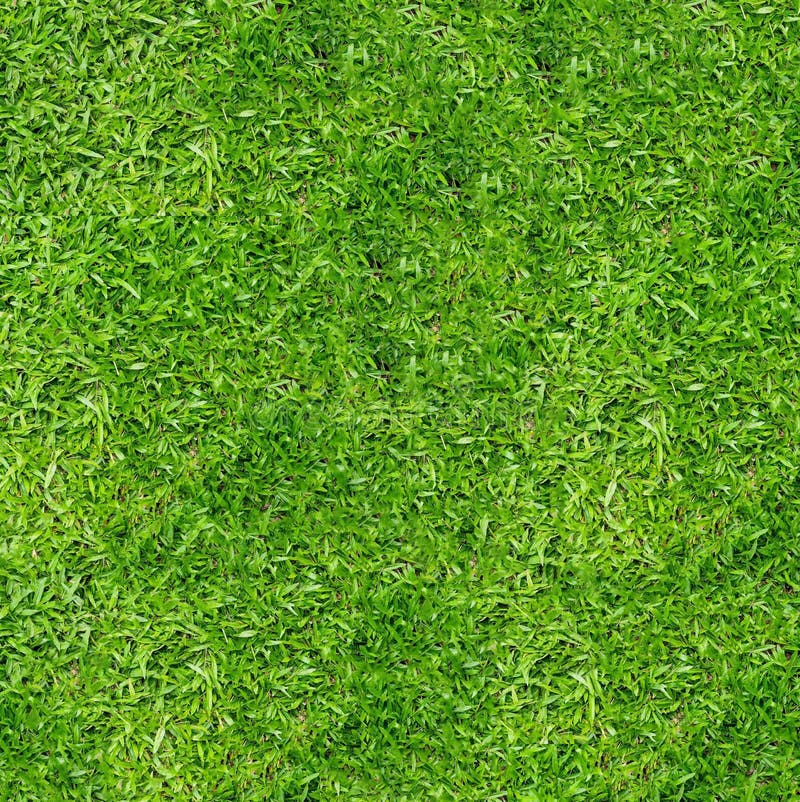 Trampled Green Grass Close-up View from Above Stock Image - Image of ...