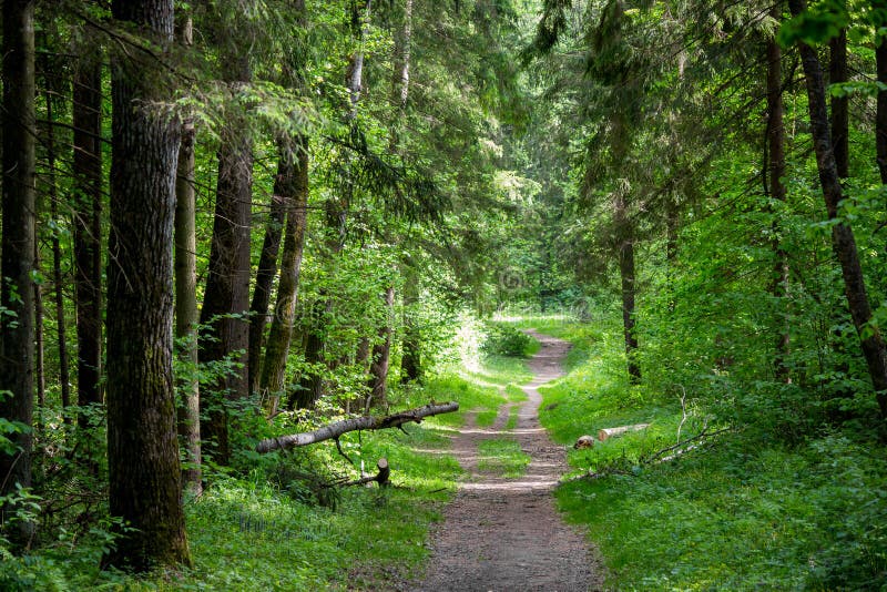 Trampled Jogging Path in a Mixed Forest Stock Photo - Image of straight ...