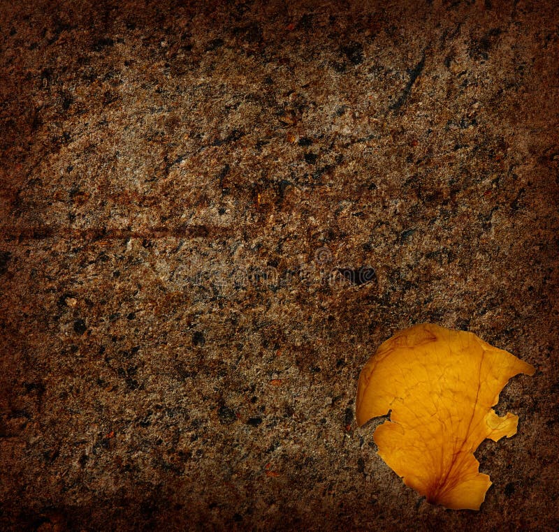 Trampled Rose stock photo. Image of jesus, grungy, botanical - 12207340