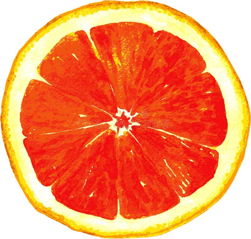 Tranche De Dessin De Pamplemousse Par L'aquarelle Illustration de ...