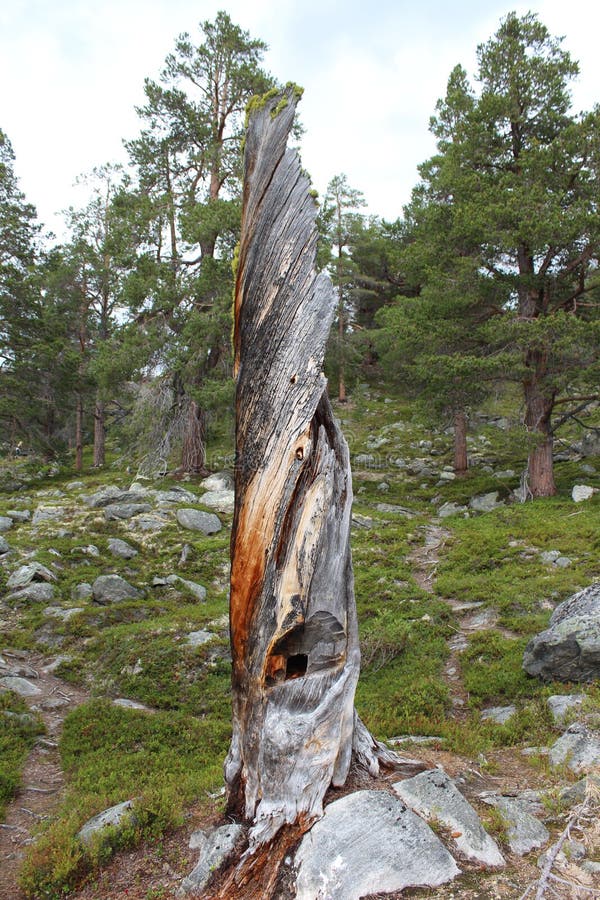 Trank of broken tree. stock photo. Image of unusual, plant - 48203054