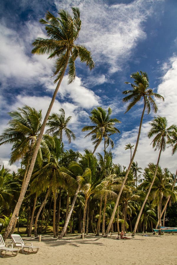 Tranquil Alona Beach with Palm Trees, Philippines Stock Image - Image ...