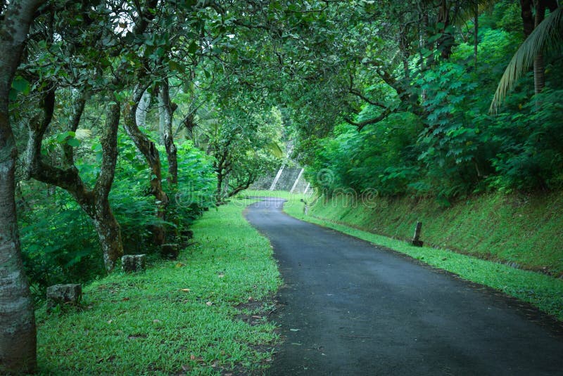 A Tranquil Asphalt Pathway Lined with Verdant Greenery and Overarching ...