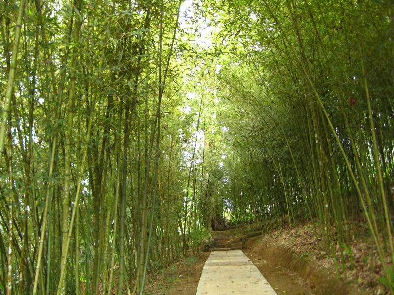 Tranquil Bamboo Forest Path Stock Image - Image of trees, landscape ...