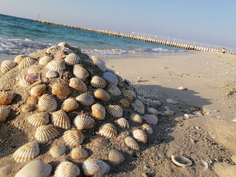 Tranquil Beach Scene Featuring a Sandy Shoreline with Seashells Stock ...