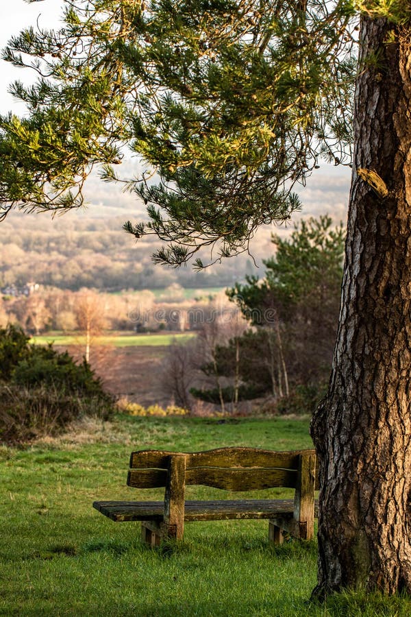 Tranquil Bench by a Big Tree Overlooking the View of Ashdown Forest ...