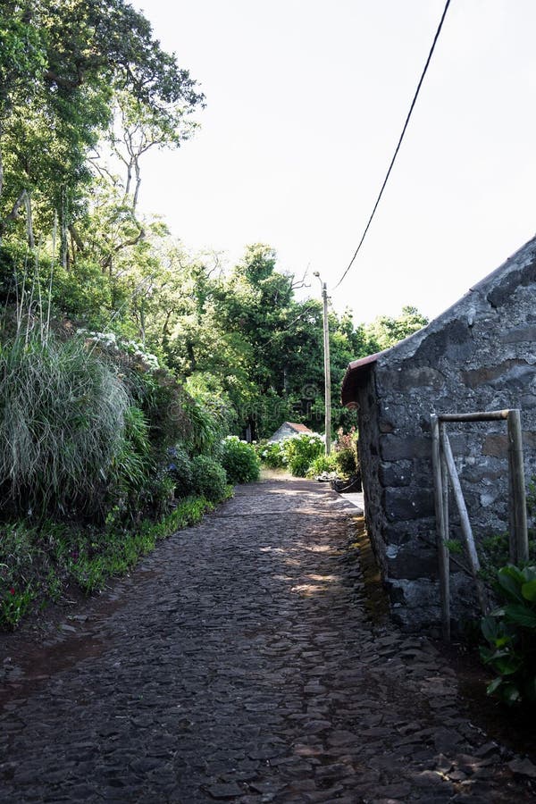 Tranquil Country Pathway Lined with Tall Trees on Both Sides. Stock ...
