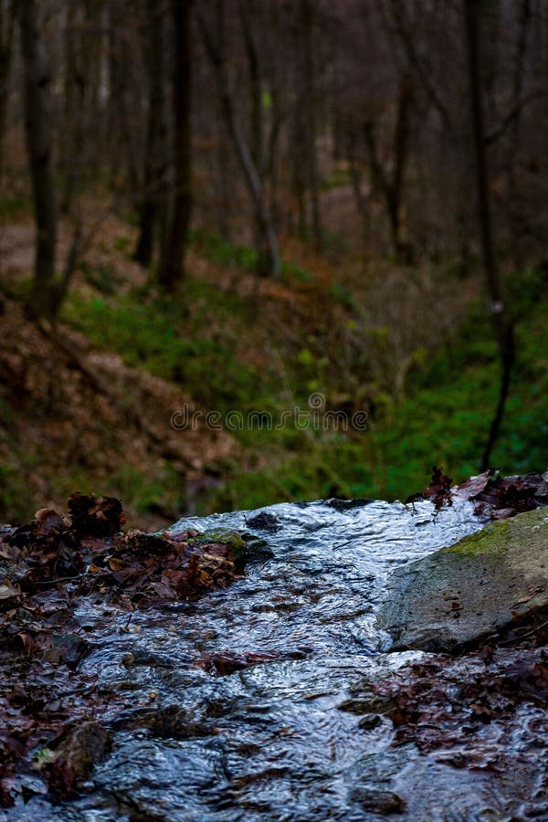 Tranquil Creek and a Winding Trail Surrounded by Lush Greenery and ...