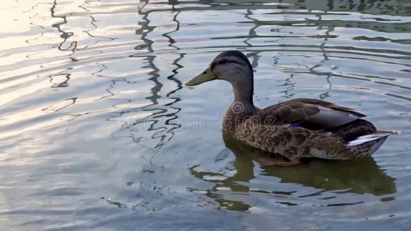 Tranquil Duck Gliding on Reflective Waters with Gentle Ripples and Soft ...