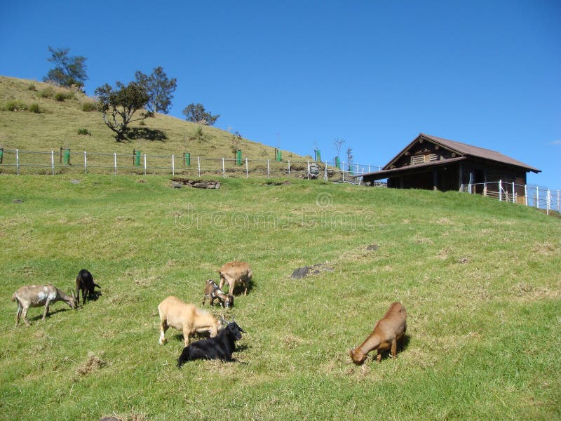 Tranquil Farm stock photo. Image of peaceful, tranquil - 7826384
