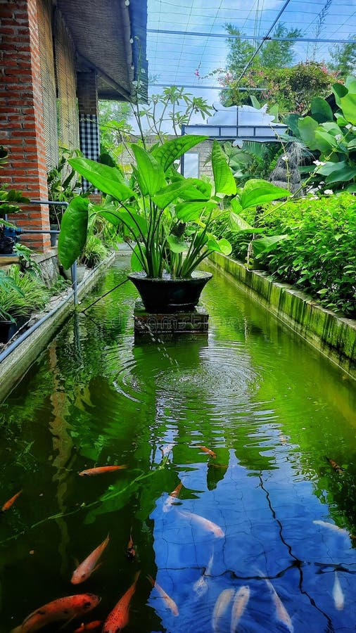 A Tranquil Fish Pond Surrounded by Lush Tropical Greenery Stock Photo - Image of greenery, fish ...